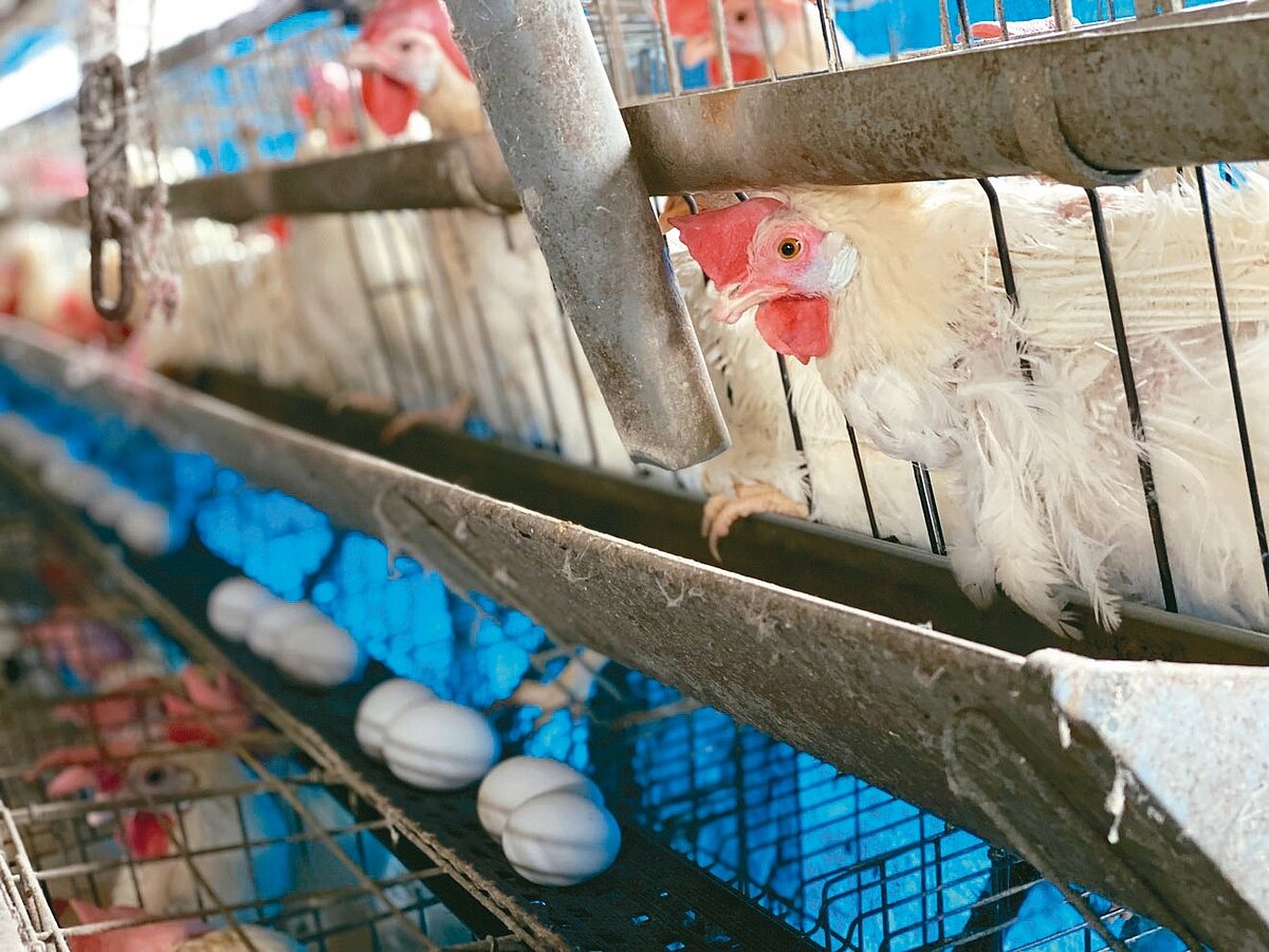 傳統市場怎防買到毒雞蛋？資深菜販教「1招」 用手機秒辨識 | 好房網News